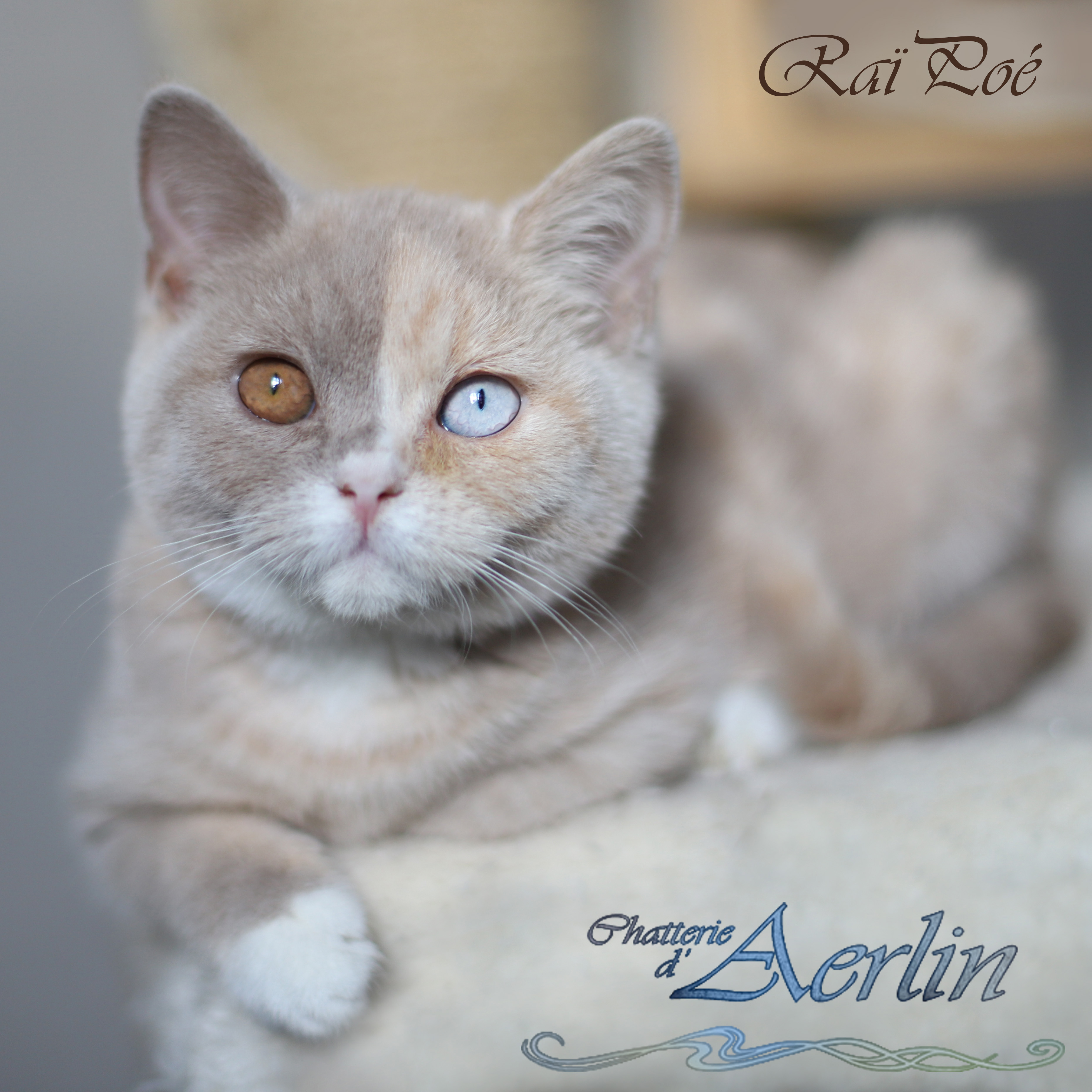Le Céleste | Chatterie d'Aerlin
